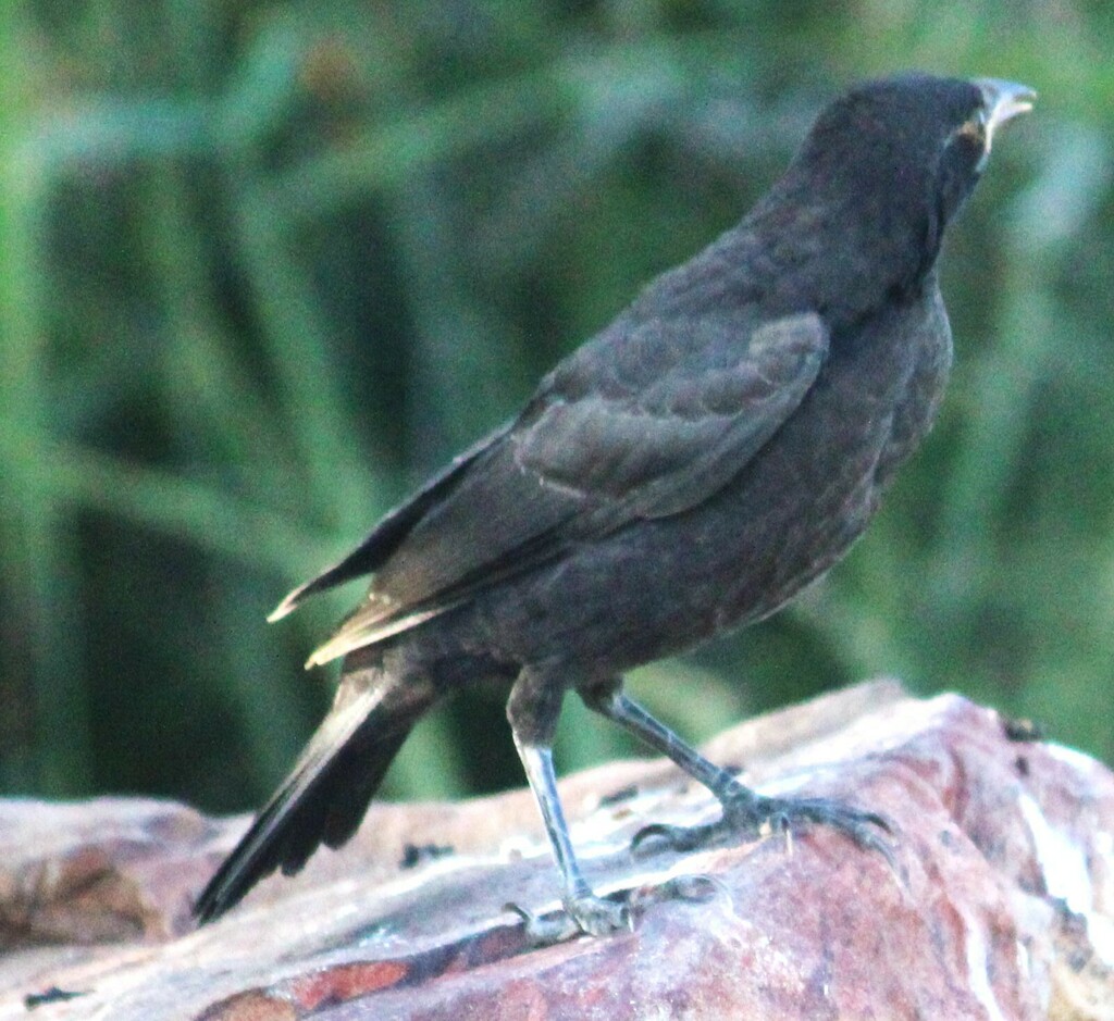 Bronzed Cowbird from South Side, Corpus Christi, TX, USA on July 1 ...