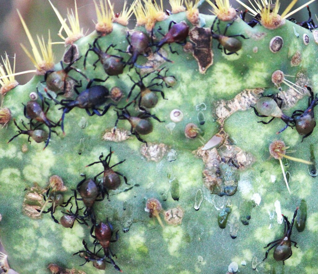 Cactus Coreid Bug from South Side, Corpus Christi, TX, USA on July 1 ...