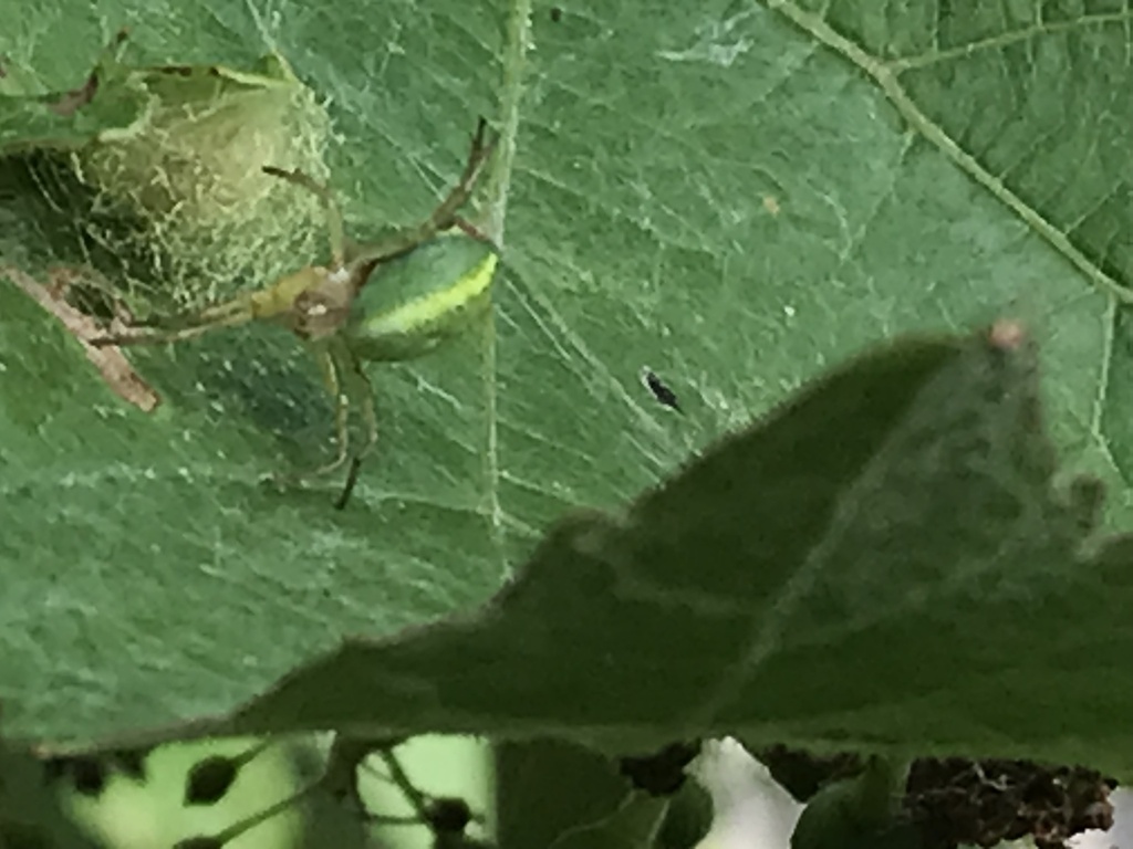 Cucumber Spiders from Somerset, England, GB on July 1, 2023 at 07:18 PM ...