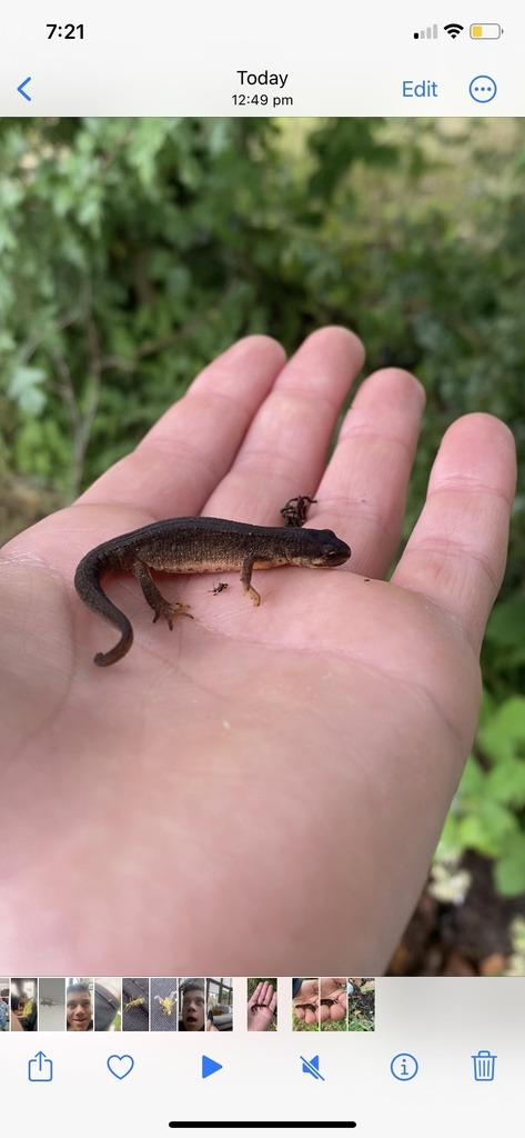 Smooth Newt from Lisnarrick, Enniskillen, Northern Ireland, GB on July ...