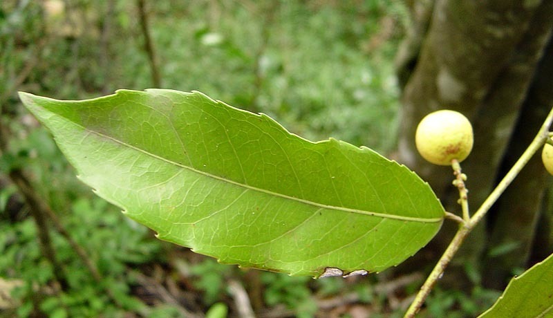 forest peach (Plants of Chimanimani) · iNaturalist