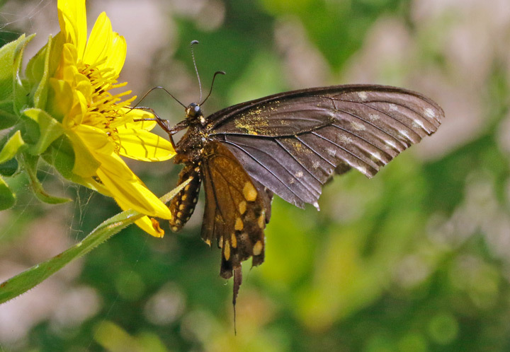 Black Swallowtail from Circle C Ranch, Austin, TX, USA on June 30, 2023 ...