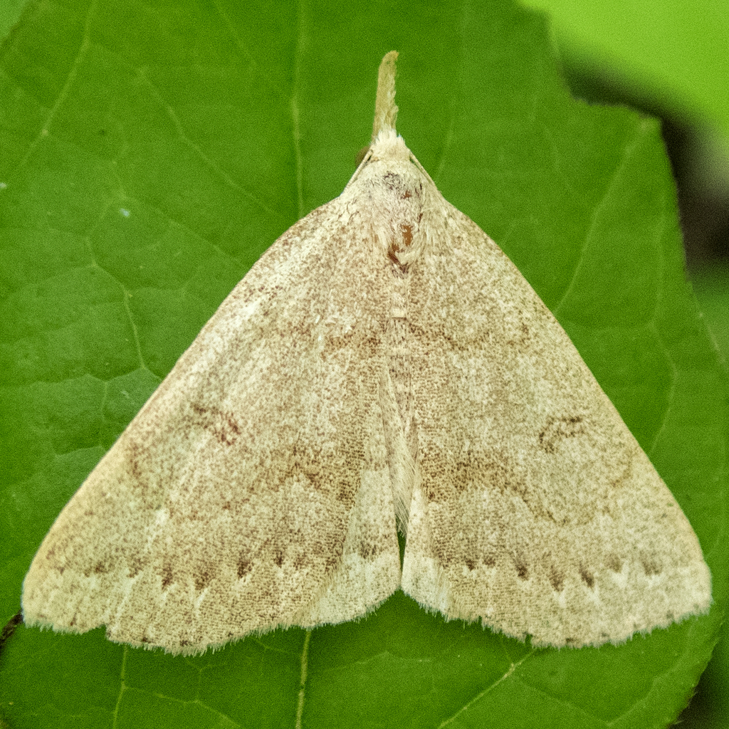 Morbid Owlet from Shepard Settlement, Onondaga County, NY, USA on July ...