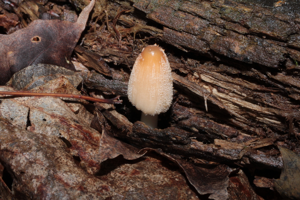 Coprinellus radians from Twinsburg, OH 44087, USA on July 1, 2023 at 12 ...