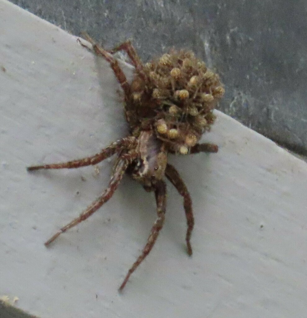 Thin-legged Wolf Spiders from Jefferson County, WA, USA on June 16 ...