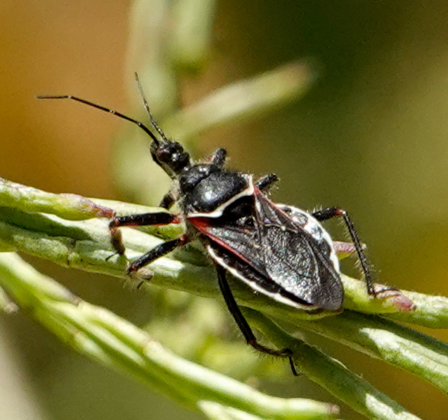 California Bee Assassin from Claremont, CA, USA on June 21, 2023 at 01: ...