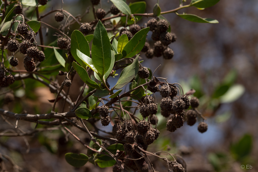 Mangle Botoncillo desde San Ignacio, Sin., México el lunes, 26 de junio de 2023 a las 11:41 AM ...