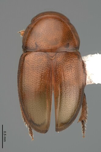 Hydnobius longidens · iNaturalist