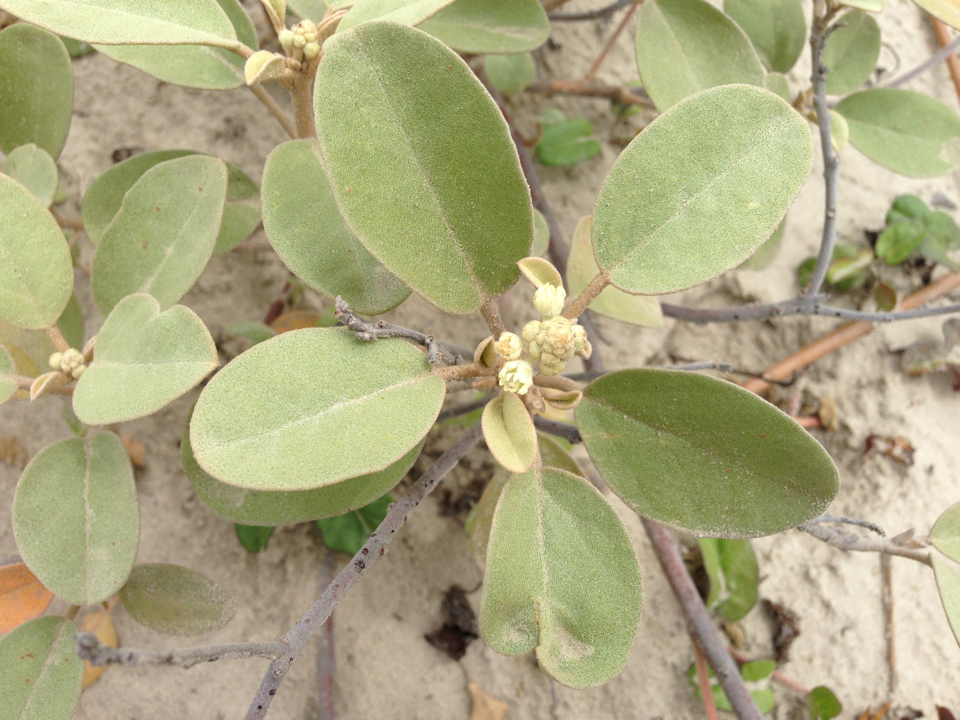 Beach Croton (Croton punctatus) - Botanical Realm