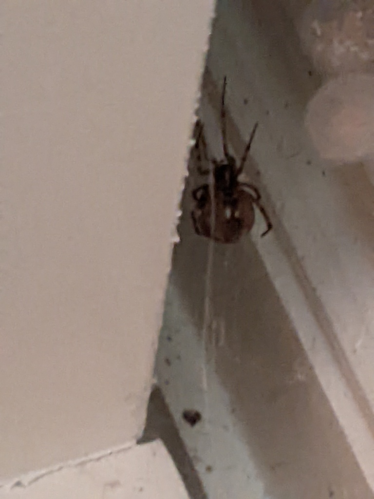 Common House Spider from Grapevine, Texas on June 20, 2023 by tacconimk ...