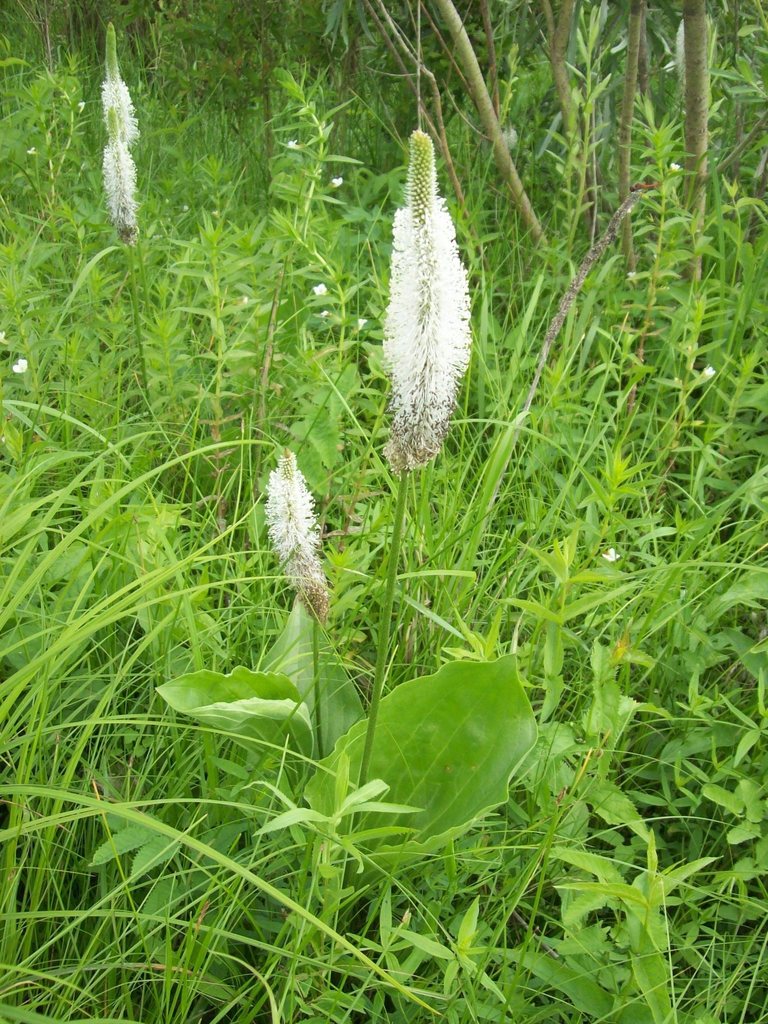 Plantago maxima from Barnaul gorsovet, RU-AL, RU on August 3, 2010 at ...