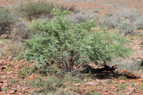 Skewleaf Elephant Root (Entada suffruticosa) · iNaturalist