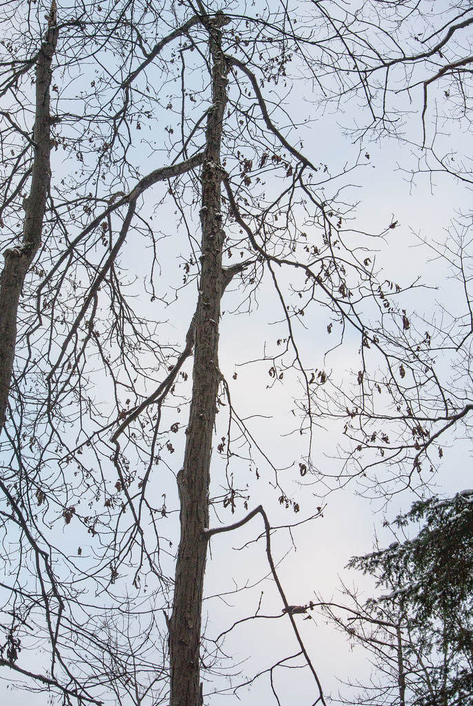 Shellbark Hickory from Livingston, New York, United States on December ...