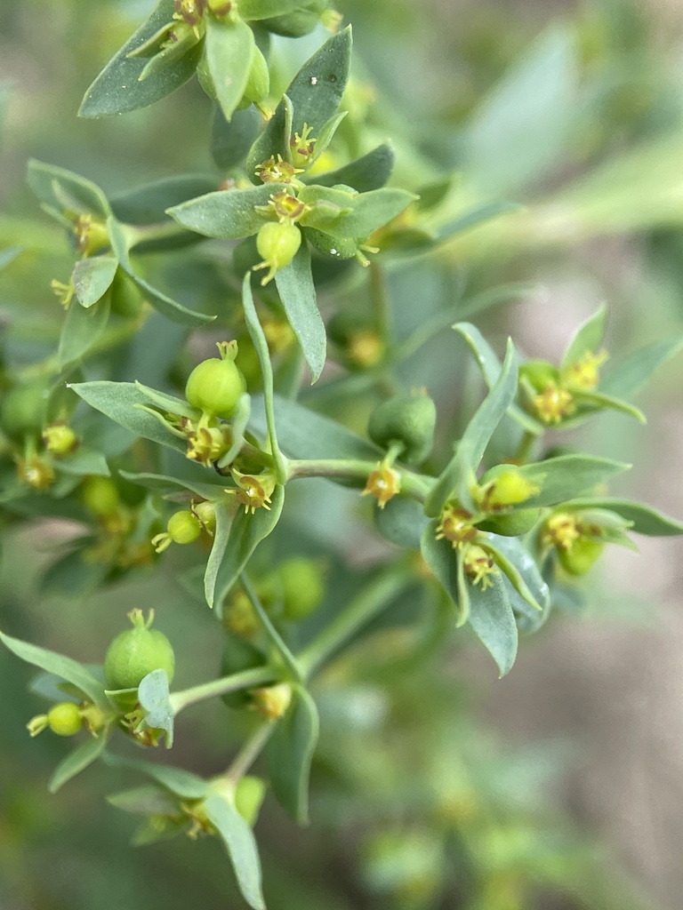 Dwarf Spurge from Ickleford, Hitchin, England, GB on July 1, 2023 at 04 ...