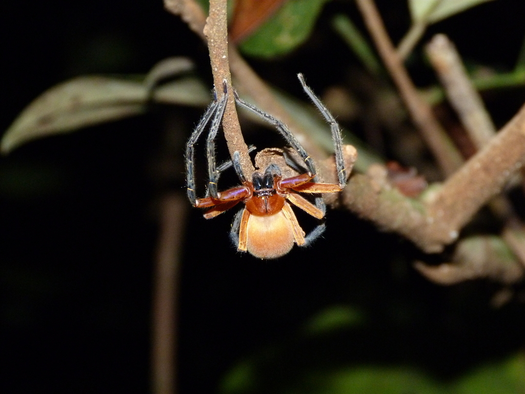 Sadala from CIEFOR, Maynas, Perú on August 20, 2011 at 06:58 PM by Omar ...