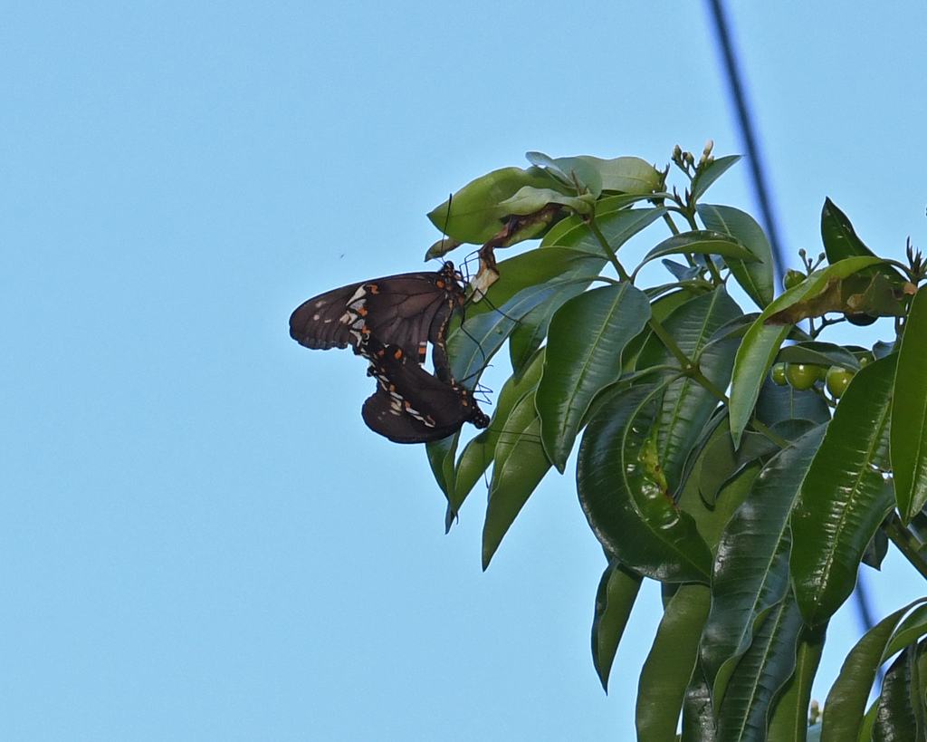 Pipevine Swallowtails and Allies in June 2023 by TOUROULT Julien ...