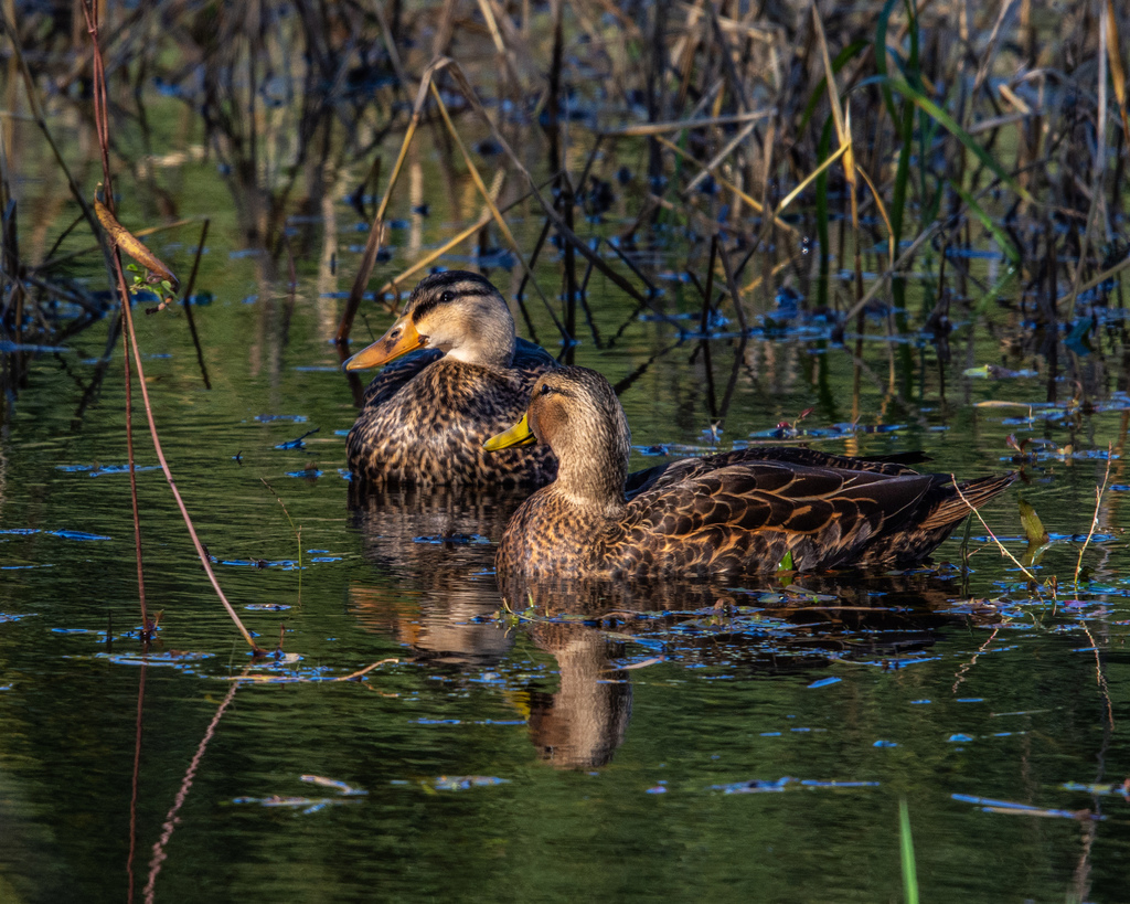 Mallards, Pintails, and Allies from Pearland, TX, USA on December 24 ...