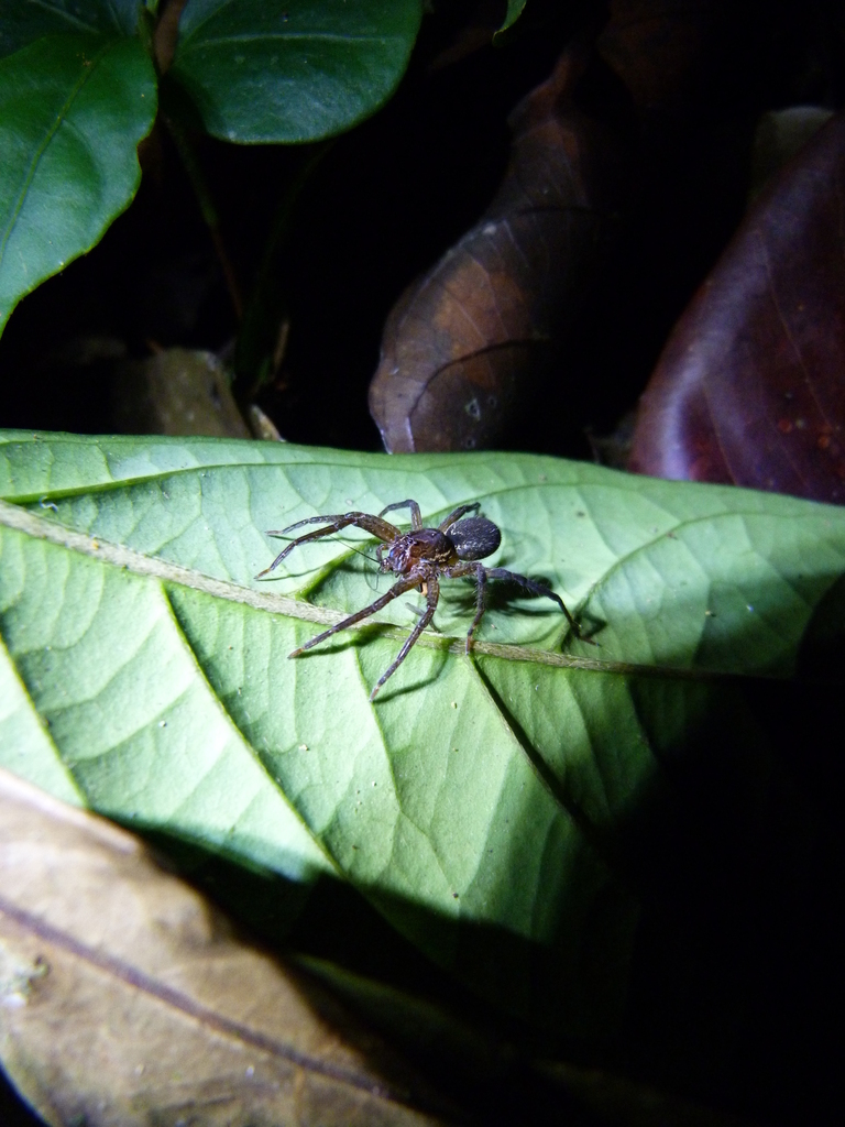 Wandering Spiders from CIEFOR, Maynas, Perú on October 22, 2011 at 07: ...
