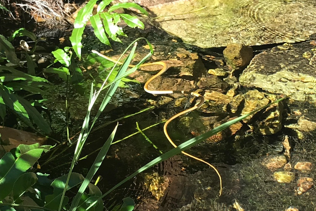 Common Tree Snake from Durack WA 6743, Australia on July 1, 2018 at 10: ...