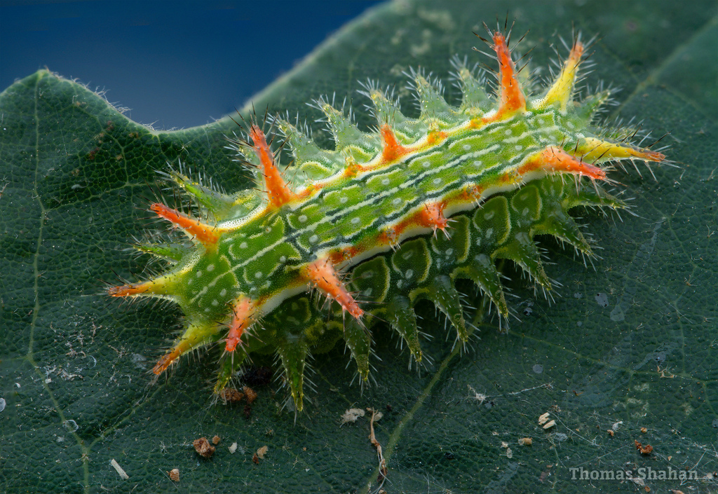 Green Oak-Slug Moth in July 2023 by Thomas Shahan. on oak (bur ...