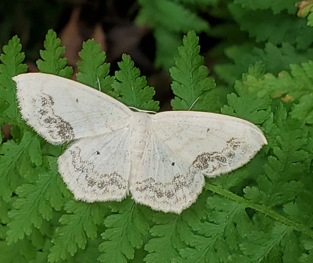 Large Lace-border Moth from Glasgow, DE, USA on July 1, 2023 at 02:47 ...