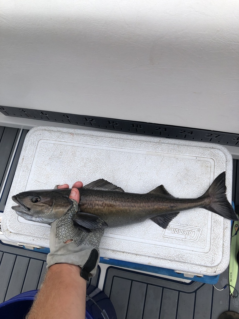 Sablefish from North Pacific Ocean, US on July 1, 2023 at 09:40 AM by ...