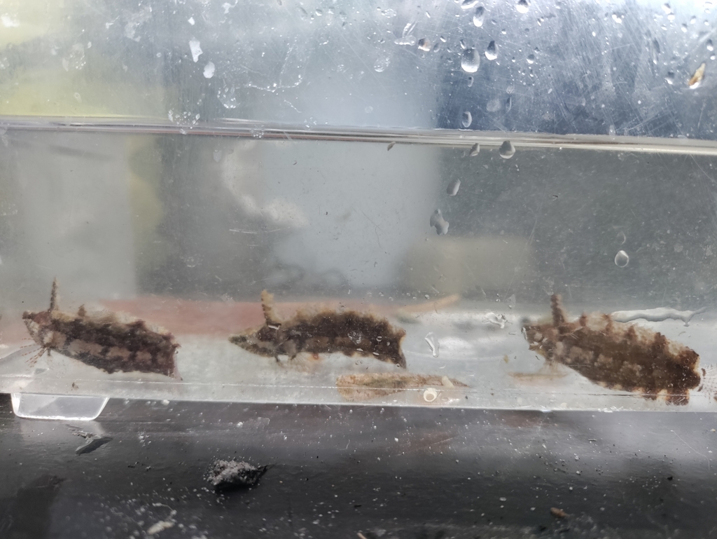 Marbled Blenny from Palmetto, FL, USA on July 1, 2023 at 05:21 PM by ...