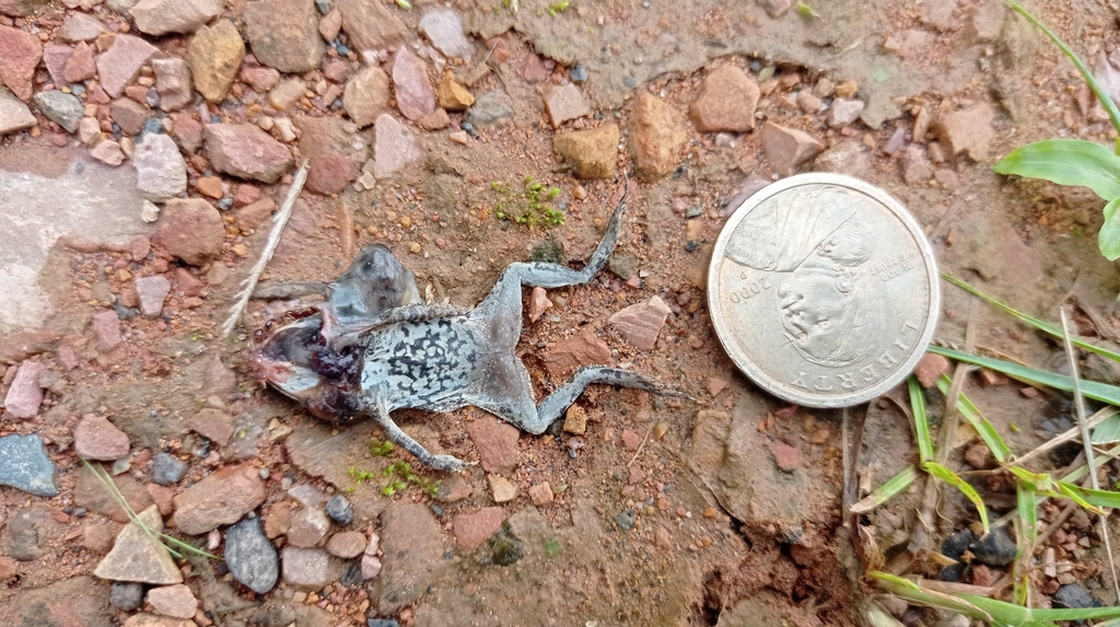 Beaked Toads from 5W4Q+GV7, Ecuador on July 1, 2023 at 01:16 PM by ...