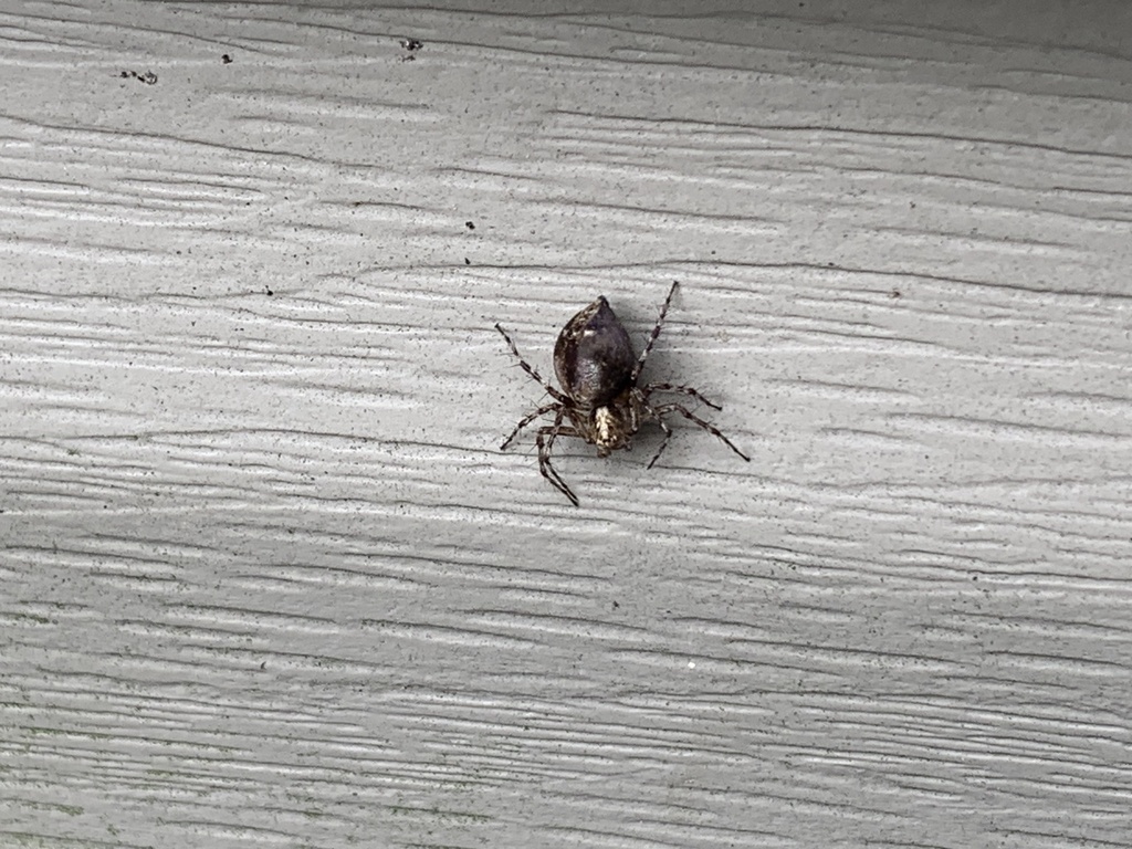 Western Lynx Spider from Parker Ave, Hamilton, ON, CA on July 1, 2023 ...
