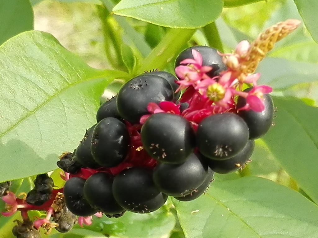 Mexican pokeweed from Montes Claros, Monsanto on December 27, 2018 at ...