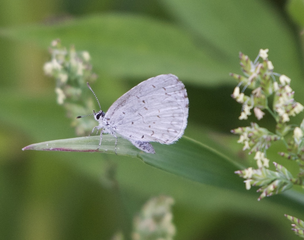 Summer Azure from Haldimand County, ON, CA on July 1, 2023 at 06:47 AM ...