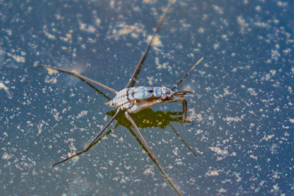 Neogerris hesione from New Braunfels, TX, USA on July 1, 2023 at 10:41 ...