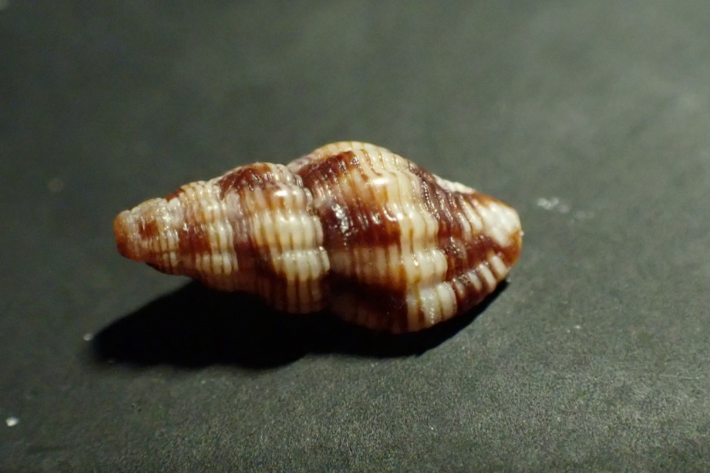 Engina australis from Minnie Water NSW 2462, Australia on July 2, 2023 ...