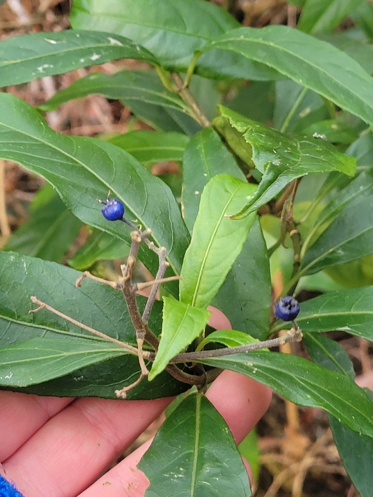 Māhoe Wao from Nukuhau, Taupō, New Zealand on July 2, 2023 at 08:59 AM ...