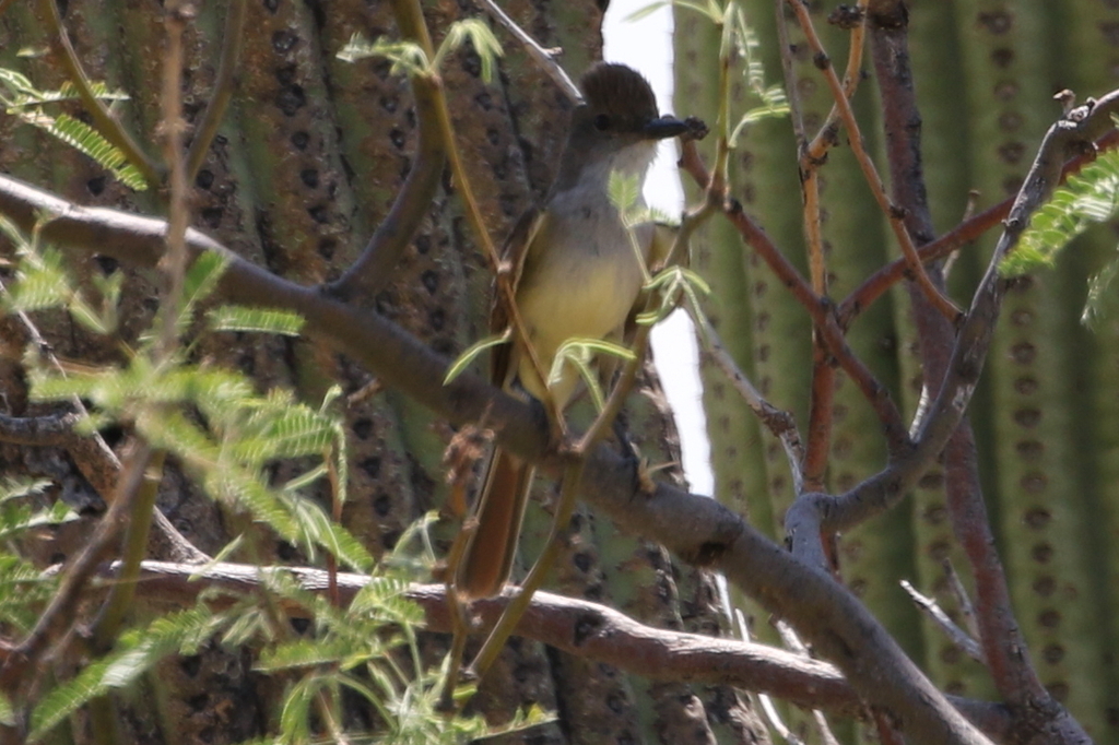 Brown-crested Flycatcher from Saguaro National Park East, Arizona, USA ...