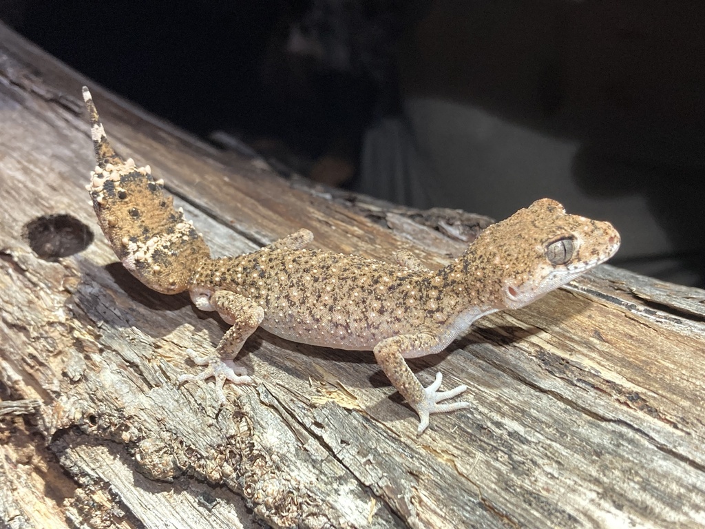 Border Thick-tailed Gecko from Niangala, NSW, AU on January 28, 2023 at ...