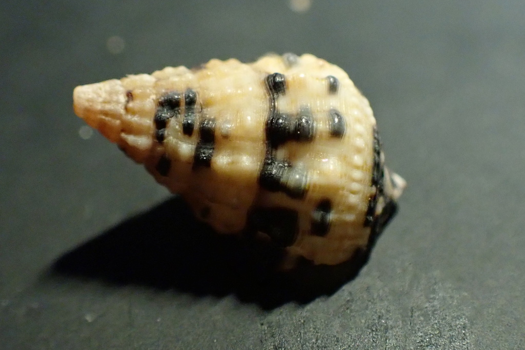 Clypeomorus petrosa from Minnie Water NSW 2462, Australia on July 2 ...