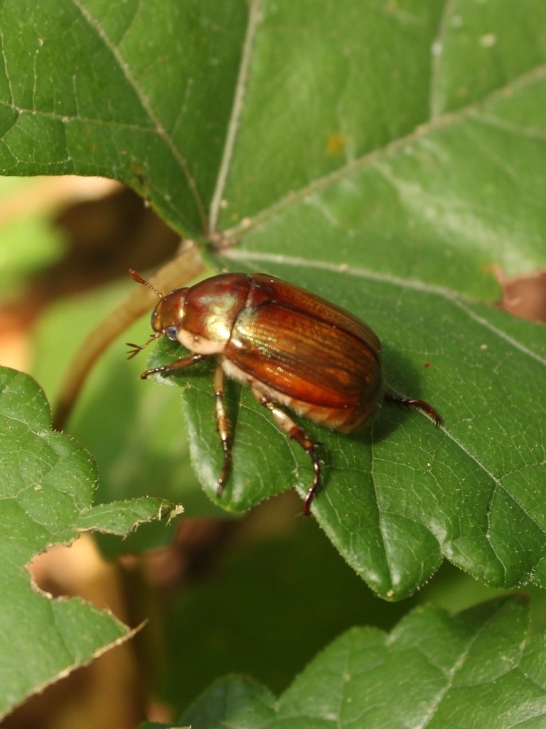 Margined Shining Leaf Chafer from Cassatt, SC 29032, USA on July 1 ...