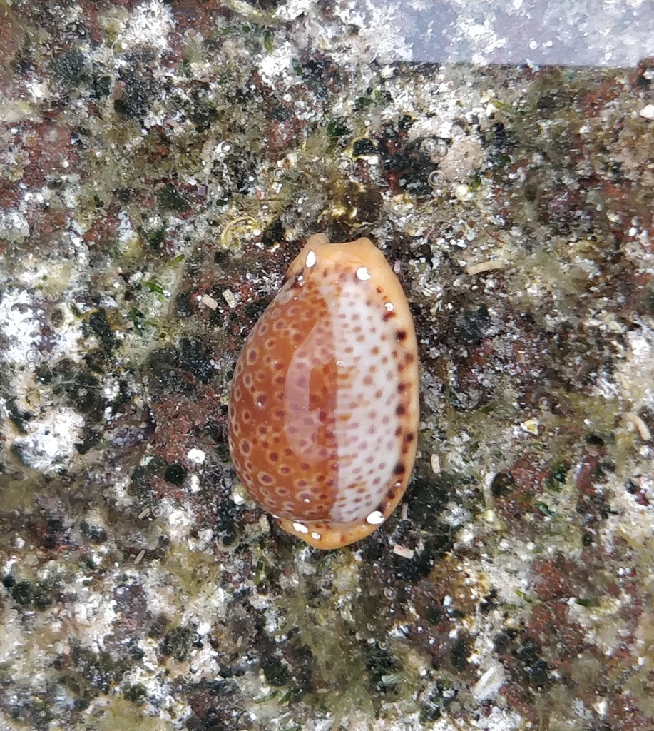 Naria spurca from Anaga, Santa Cruz de Tenerife, Spain on July 1, 2023 ...