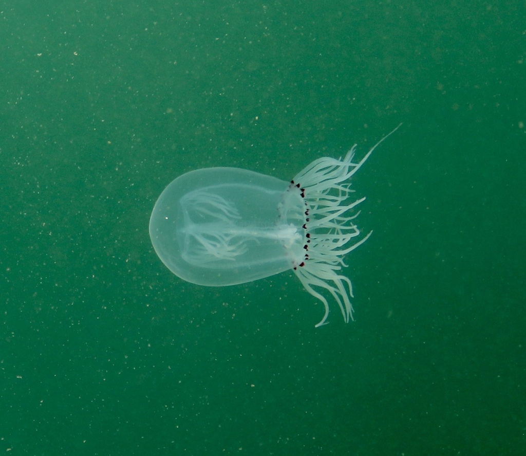 Red-eye Medusa from Yaquina River, Newport, OR, US on July 1, 2023 at ...