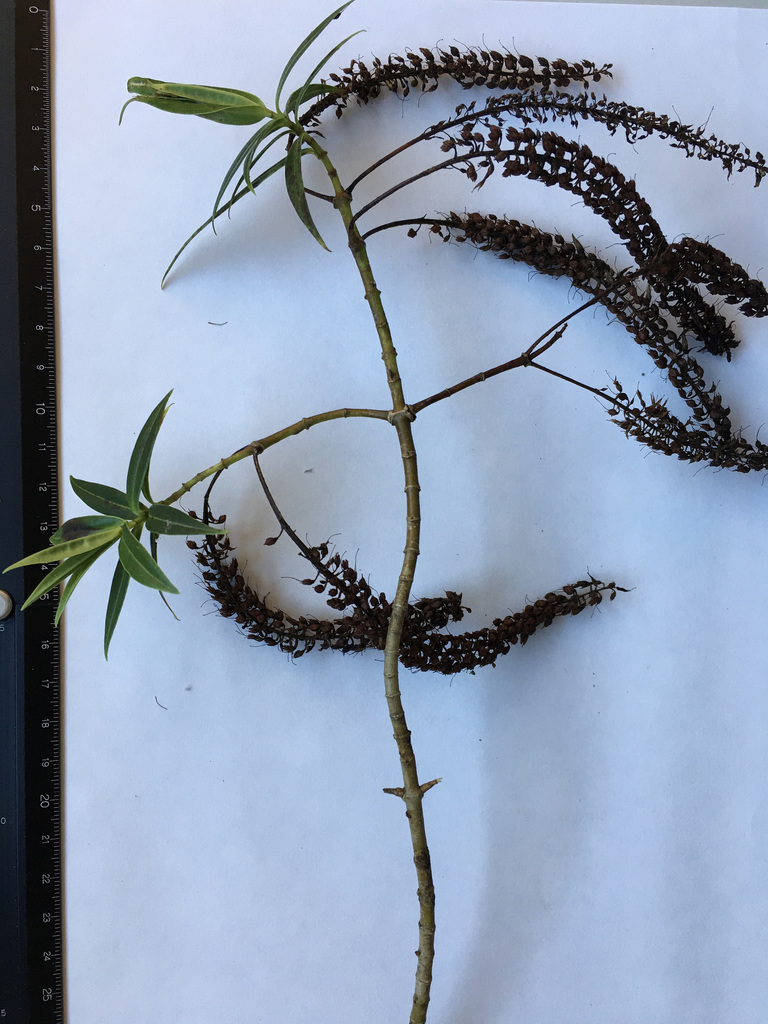 koromiko from Windwhistle, New Zealand on June 29, 2023 at 03:43 PM by ...