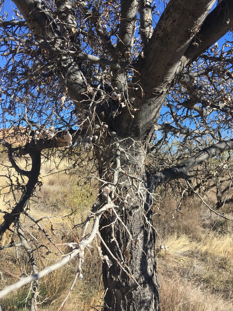 netleaf hackberry (Celtis reticulata) - Botanical Realm