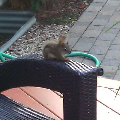 American Red Squirrel in July 2017 by little_blue_heron. The sound is ...