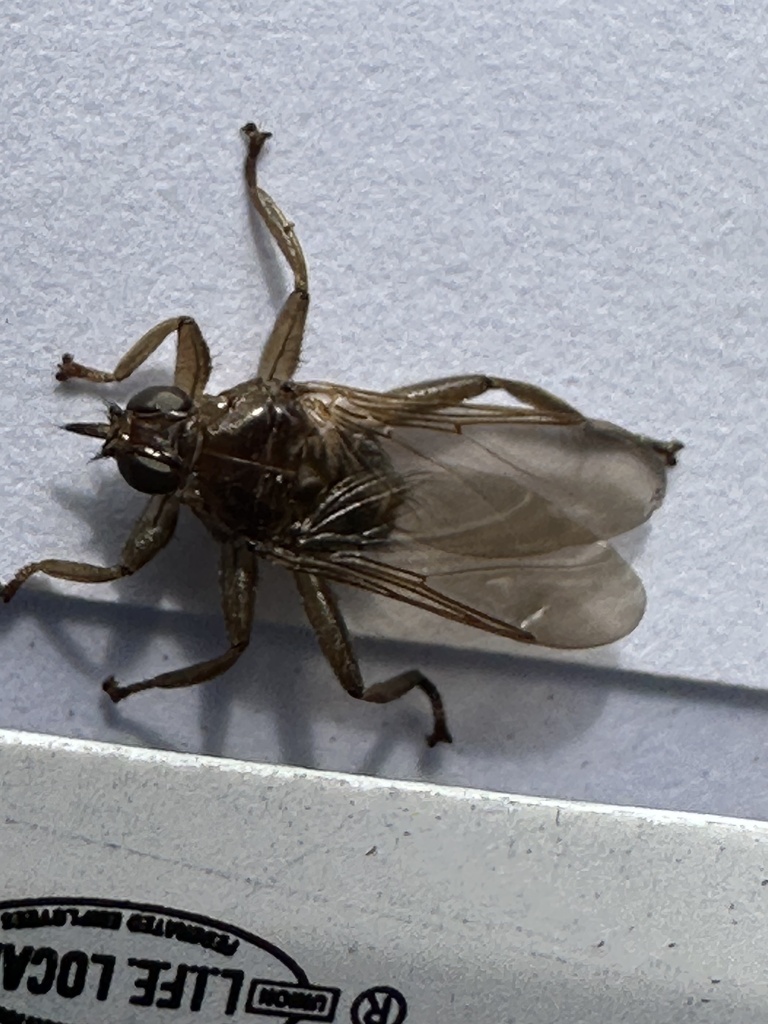 Pigeon Louse Fly from River Rd, Flanders, NJ, US on July 1, 2023 at 01: ...