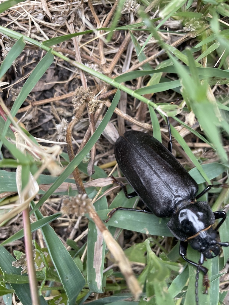 Live-oak Root Borer from Metmora Ct, Fort Worth, TX, US on July 1, 2023 ...