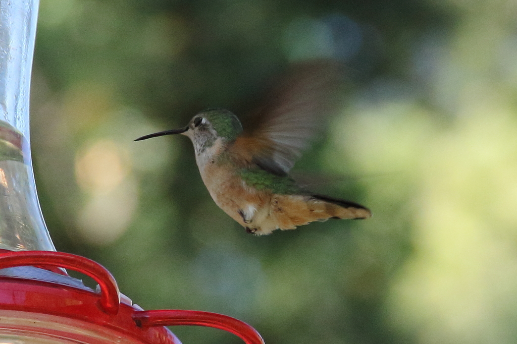 Broad-tailed Hummingbird from Larimer County, CO, USA on July 1, 2023 ...