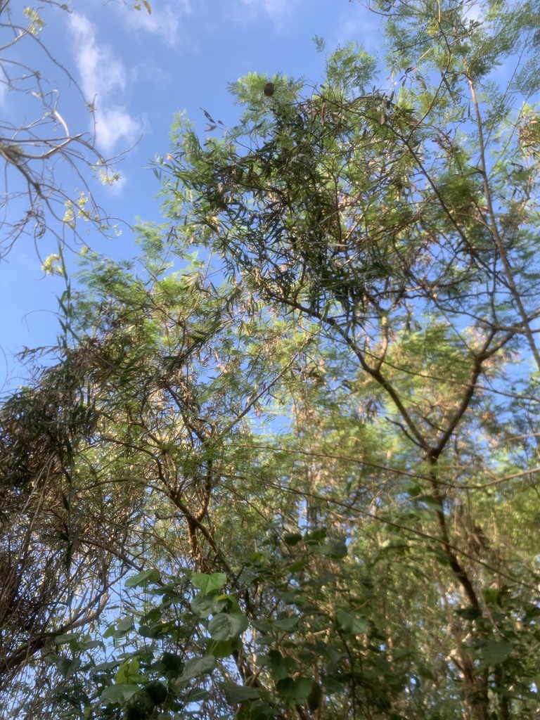 White leadtree from Richardson Ward, Lee Point, NT, AU on July 2, 2023 ...