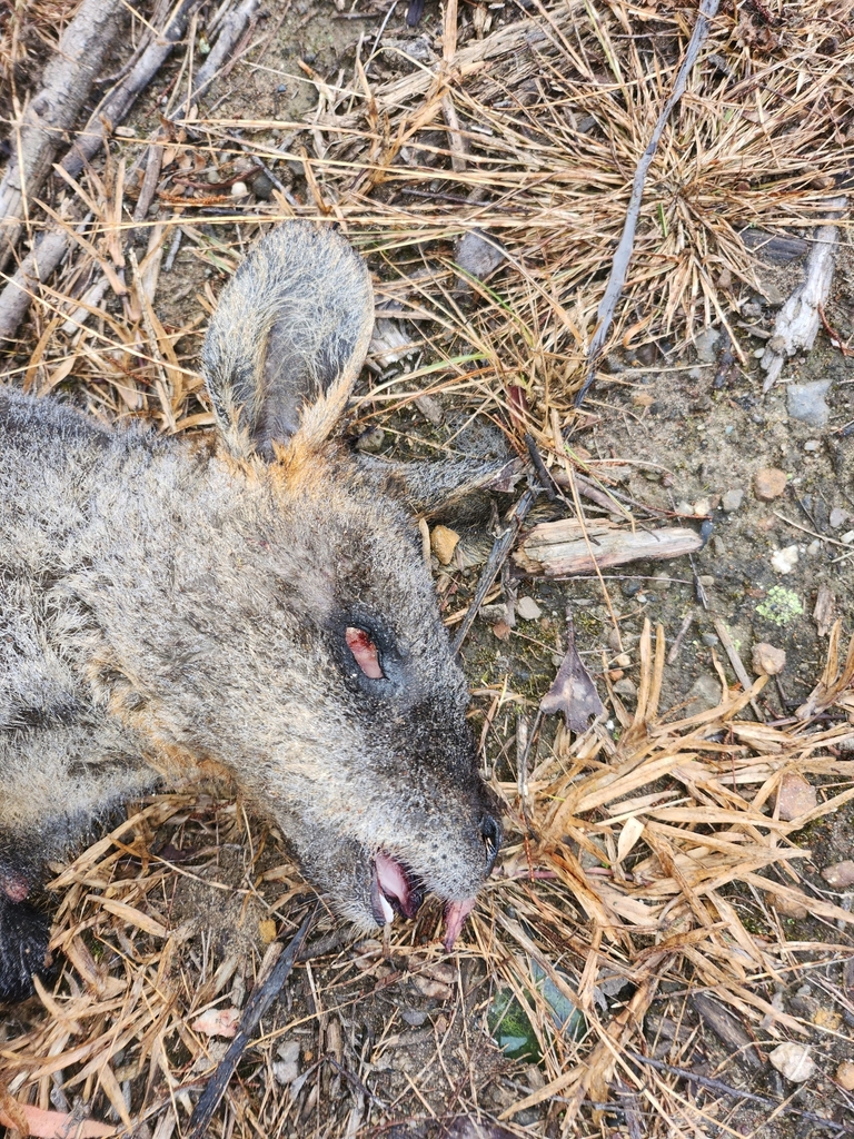 Swamp Wallaby from Kangaroo Valley NSW 2577, Australia on July 2, 2023 ...