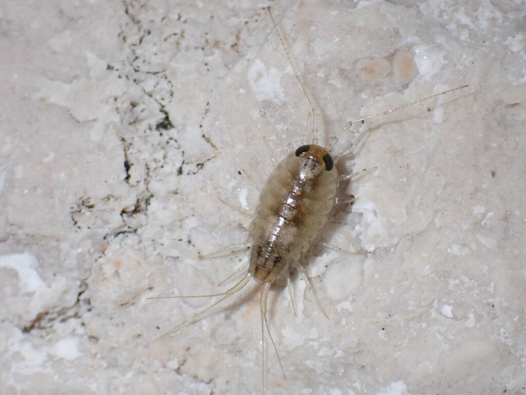 Italian Sea Slater from Pellestrina (Venezia), Italia on July 2, 2023 ...