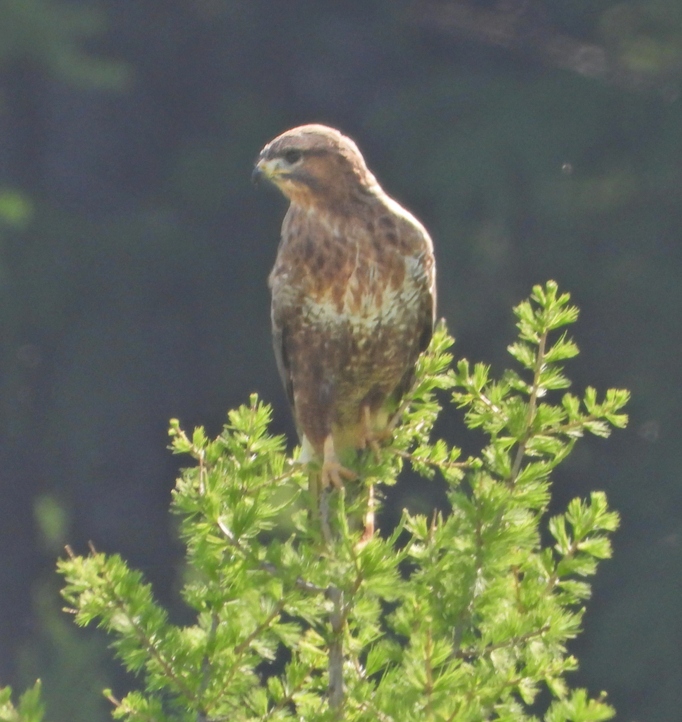 Eastern Buzzard from Erdene, Mongolia on June 22, 2023 at 08:20 AM by ...